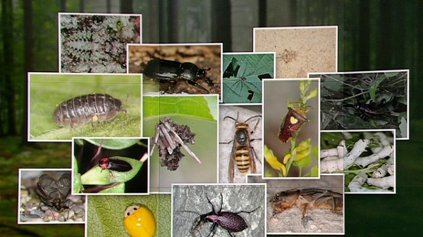 징글? '내 눈엔 예쁜 걸'…3000억 규모 '애완 곤충' 시장 | JTBC 뉴스