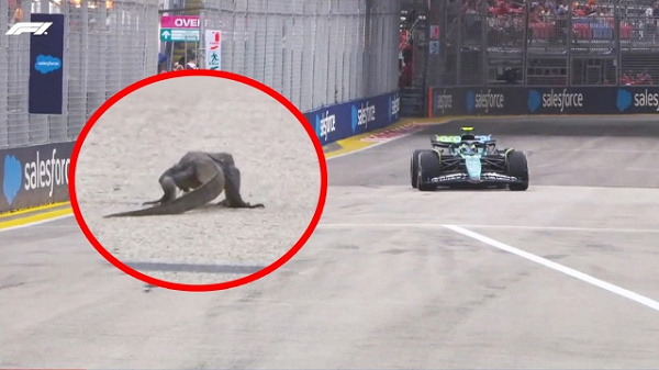 "네가 왜 거기서?" 펄쩍…도마뱀에 F1 연습 중단 [소셜픽]